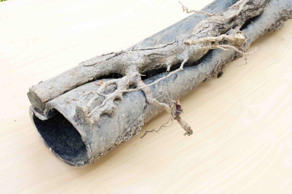 What Dissolves Tree Roots in Sewer Lines: Comprehensive Guide